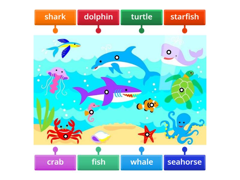 Sea animals - Labelled diagram