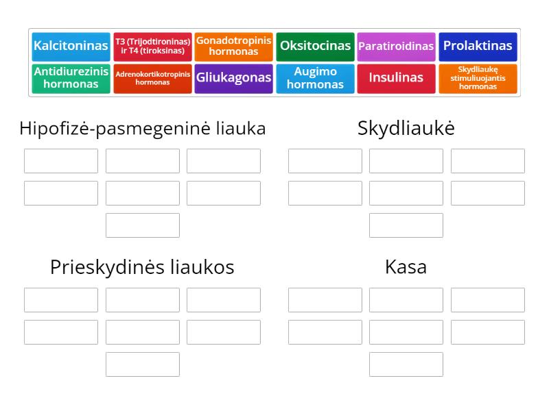 Endokrininė sistema - liaukos ir hormonai - Group sort