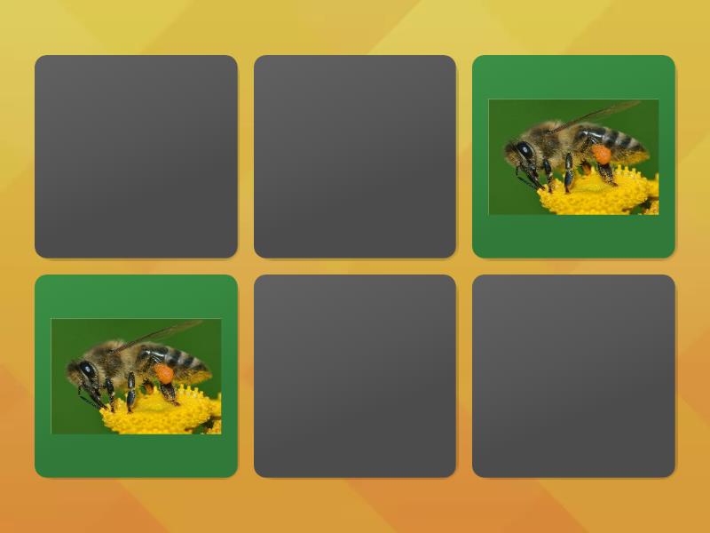 MEMORY API - Matching pairs