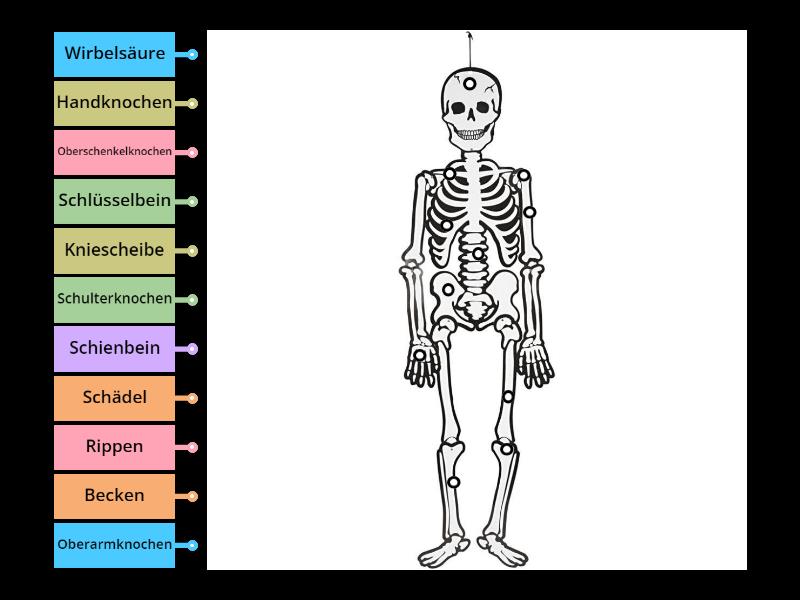 Knochen - Labelled diagram