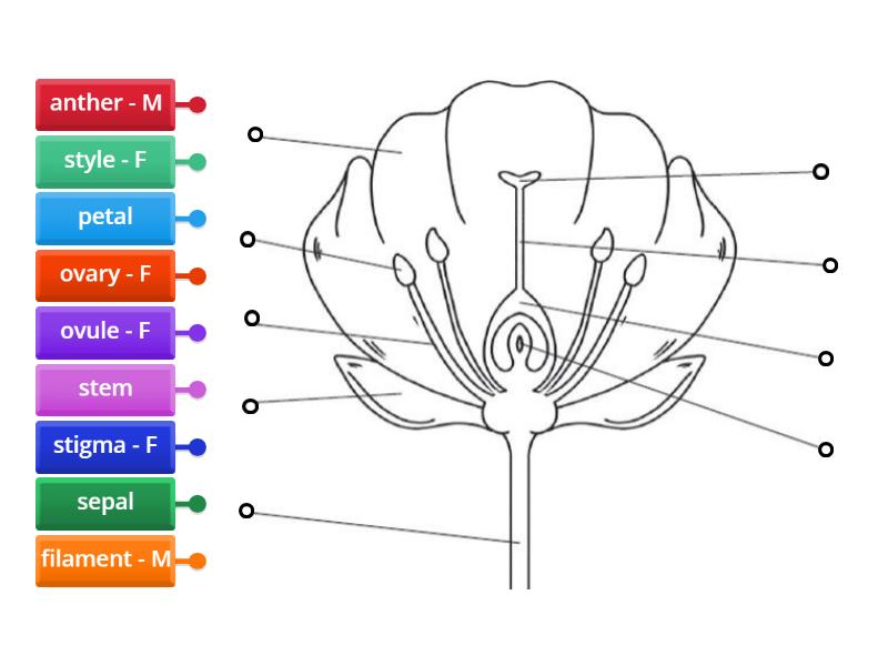 Cross-section of a flower (Edexcel iGCSE) - Labelled diagram