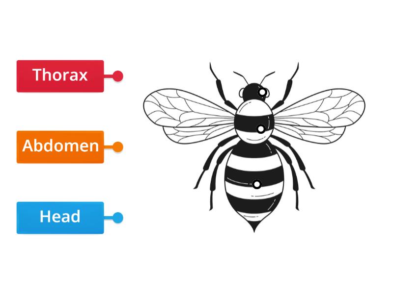 Insect’s body - Labelled diagram