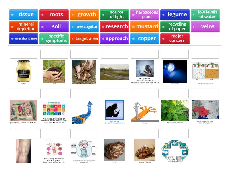 TOEFL PLANTS MINERALS NOUNS PT.1 2 - Une las parejas