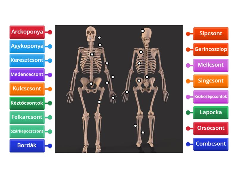 Mozgás Szervrendszere - Labelled diagram