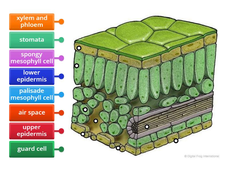 leaf structure - Labelled diagram