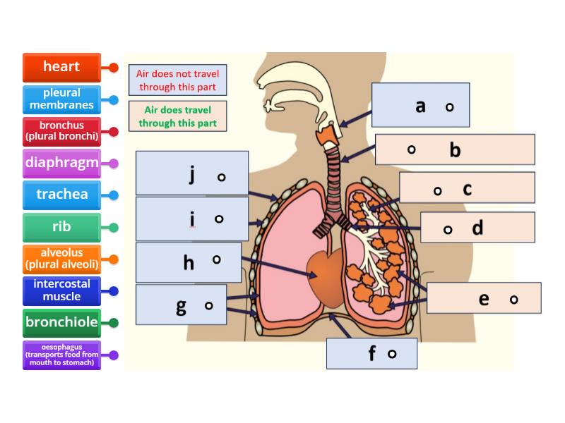Structure of the thorax - Edexcel iGCSE - Labelled diagram