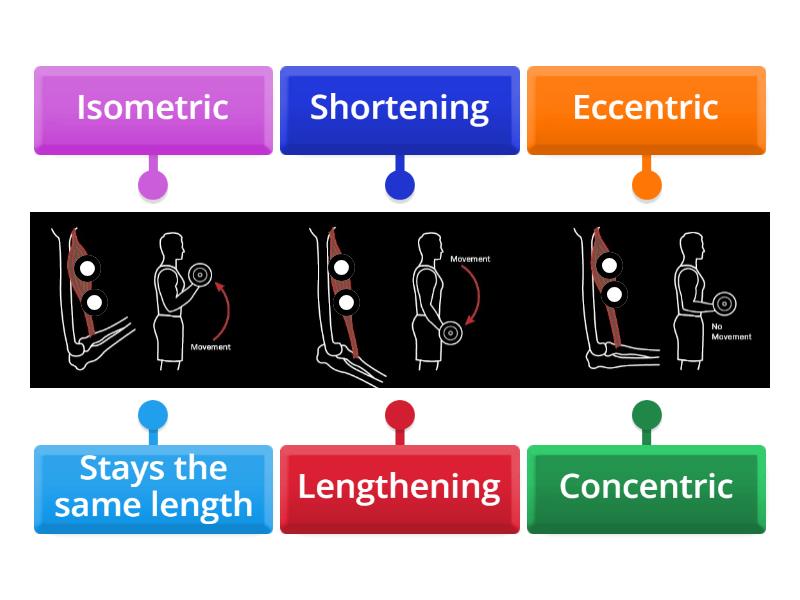 Muscle Contractions (contraction at the top, change of length at the ...