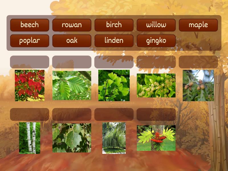 Forestry: Deciduous - Match up