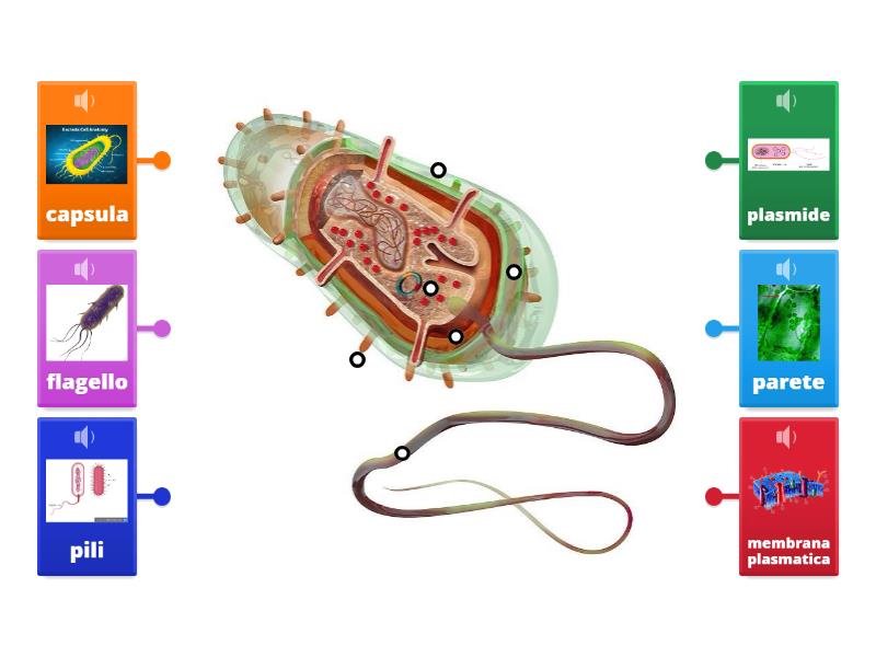 La cellula procariote - Labelled diagram
