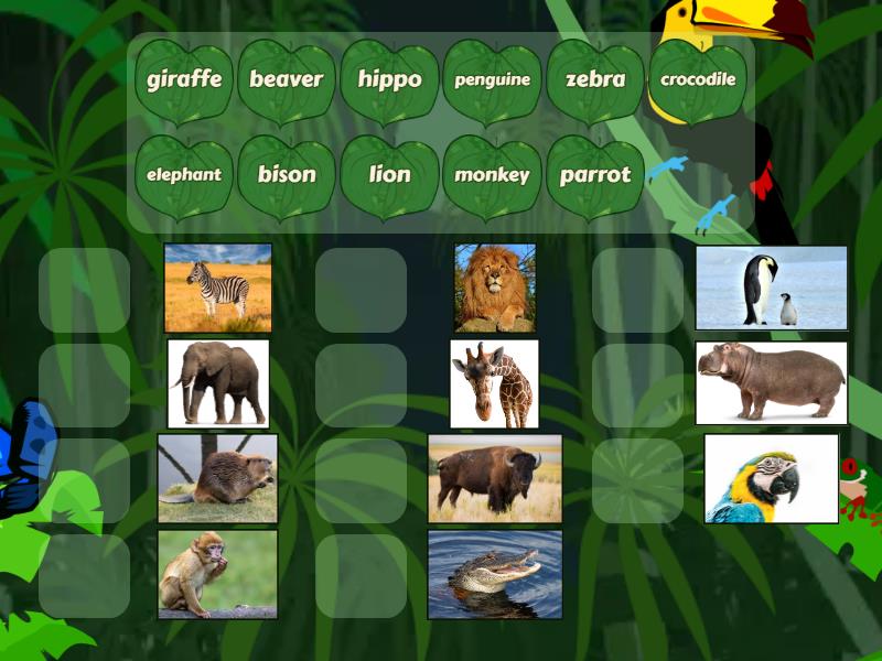 Smart junior 2 Unit 5 Animals - Match up