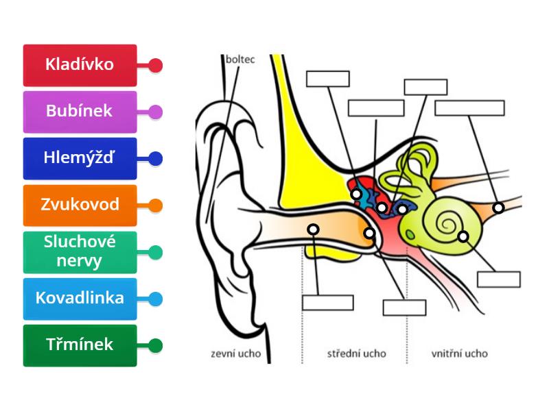 UCHO - Labelled diagram