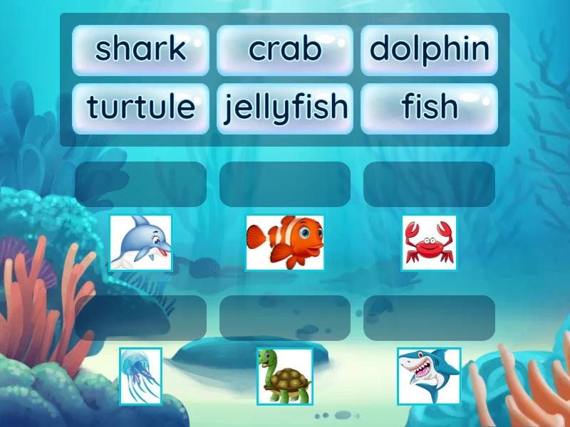 Sea animals - Match up