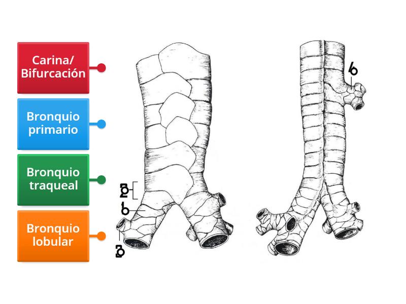 Bronquios - Labelled diagram