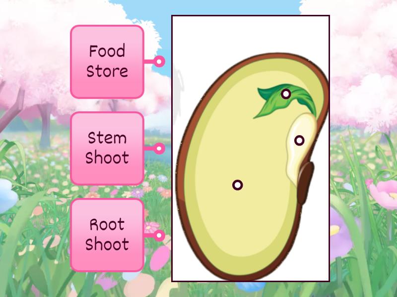 Seed Parts - Labelled diagram