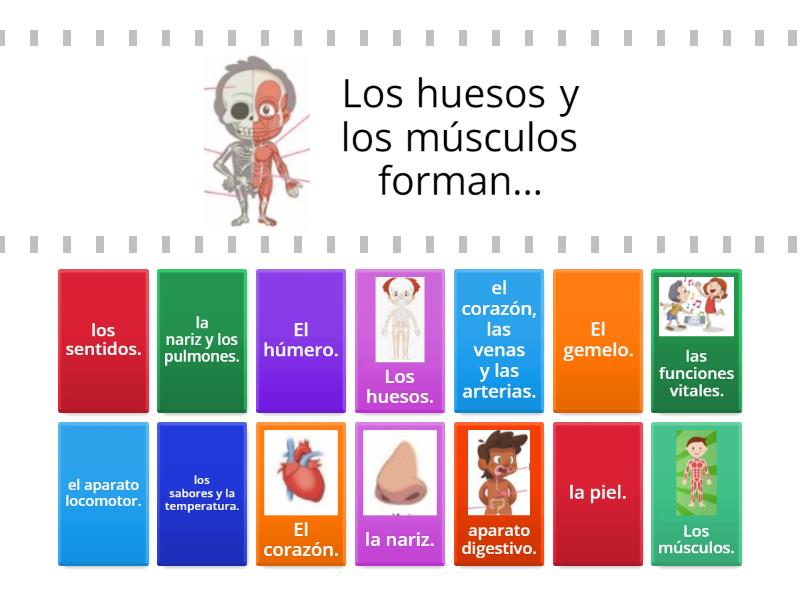 EL CUERPO HUMANO - Find the match