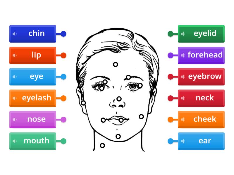 Facial features - Labelled diagram