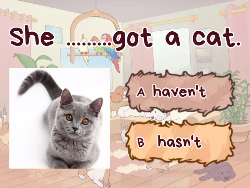 have got and has got negative - Quiz