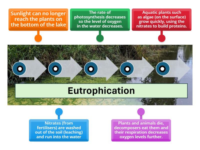 Eutrophication - Labelled diagram