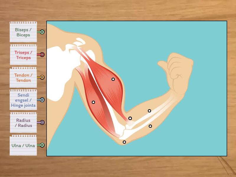 Sendi dan Otot dalam Pergerakan (Joints and Muscle in Movement ...