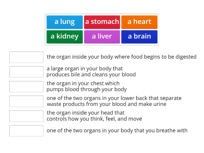 Body organs - Match up