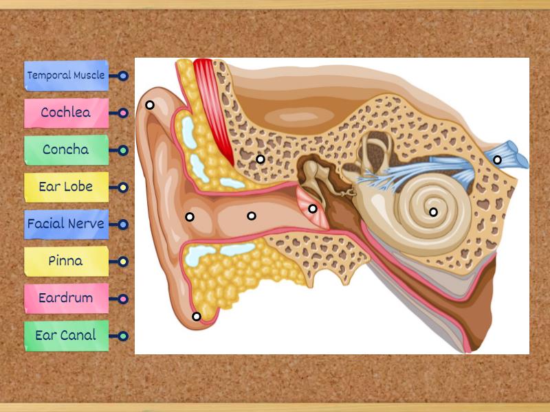 The Human Ear - Labelled diagram