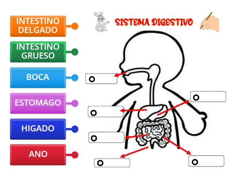 PARTES DEL SISTEMA DIGESTIVO - Labelled diagram