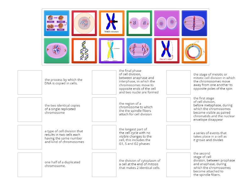 Cell Cycle Vocabulary| Washington - Match up