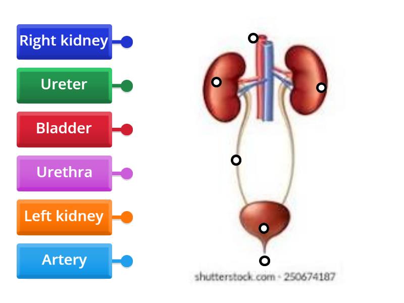 Year 9 Renal system - Labelled diagram