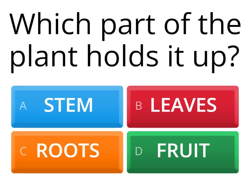 PLANT - Quiz