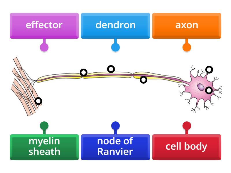 Structures of a Neurone - Labelled diagram