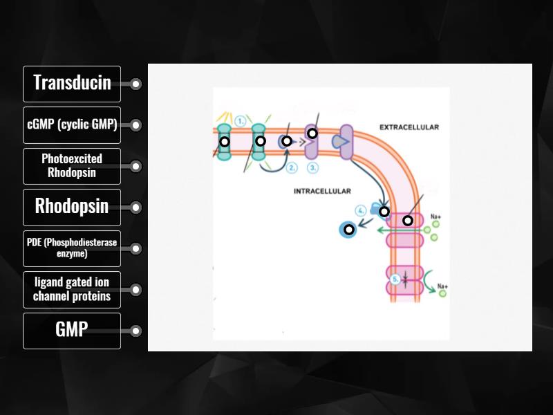 Braes AH Biology Unit 1 KA4 photoreception proteins diagram - Labelled diagram