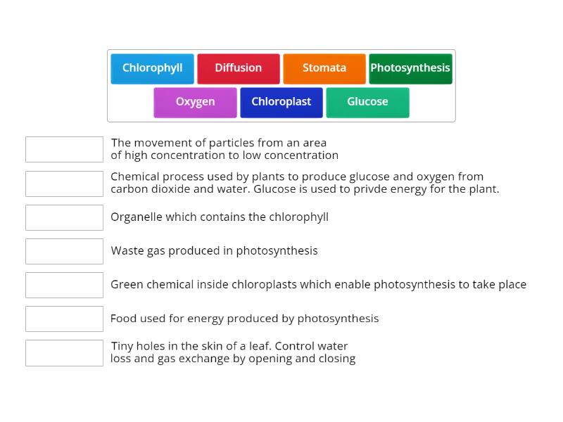 Photosynthesis - Match up