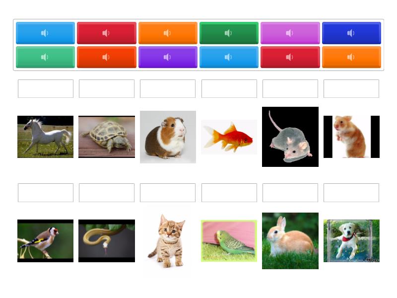 Listening Les animaux - Match up