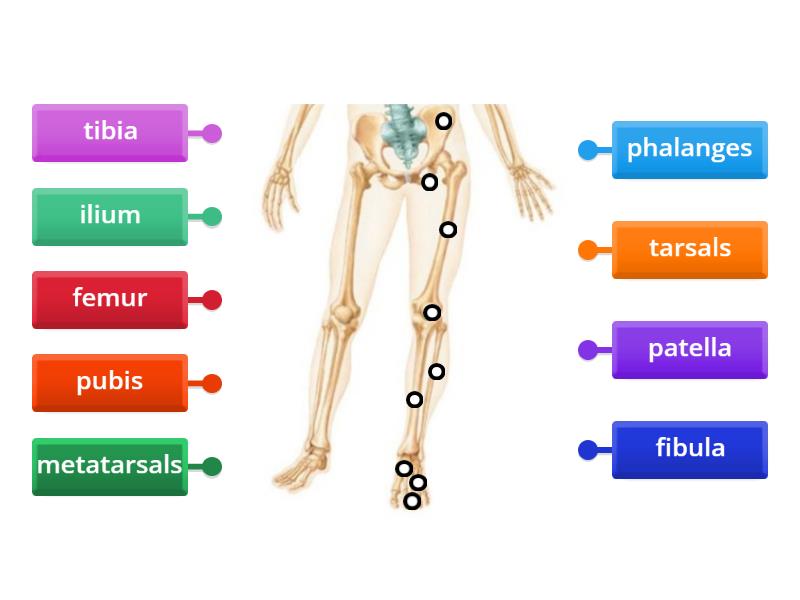 Appendicular Skeleton - anterior (bottom) - Labelled diagram