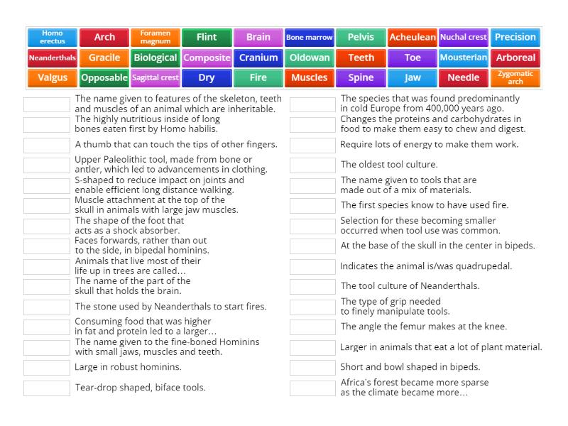 13 Bio - Human Evolution Words - Match up