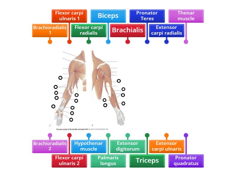 Muscles of the hand and arm. - Labelled diagram