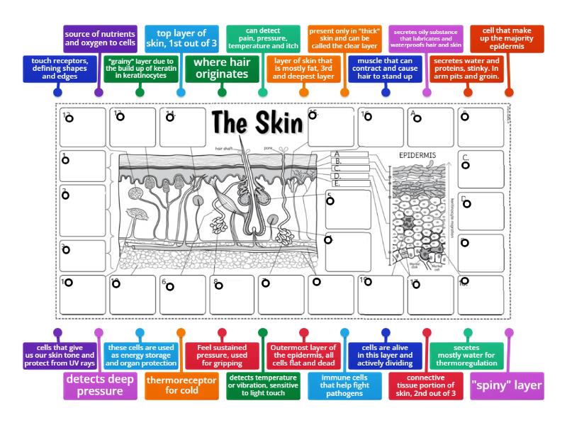 Skin Notes Review Definitions - Labelled diagram