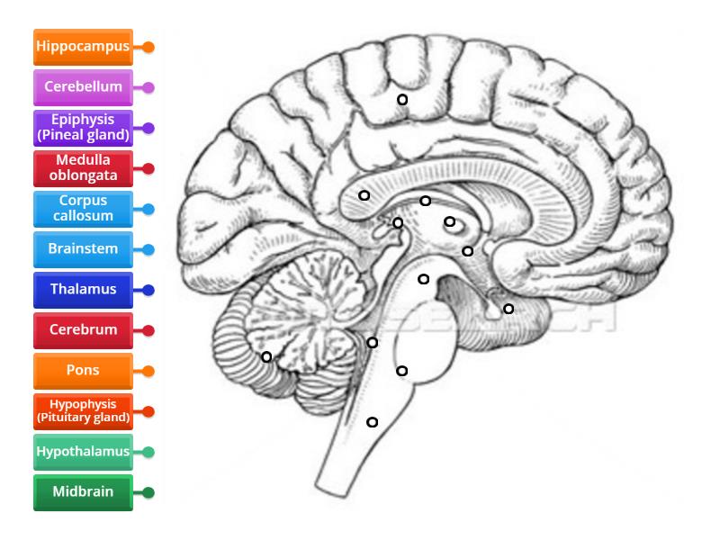 Parts of the Brain - Labelled diagram