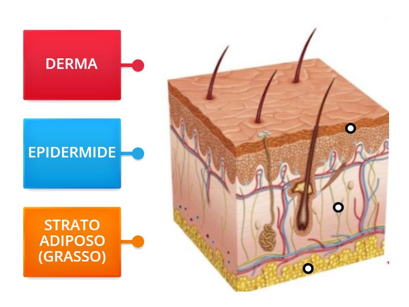 La pelle e i suoi strati - Labelled diagram