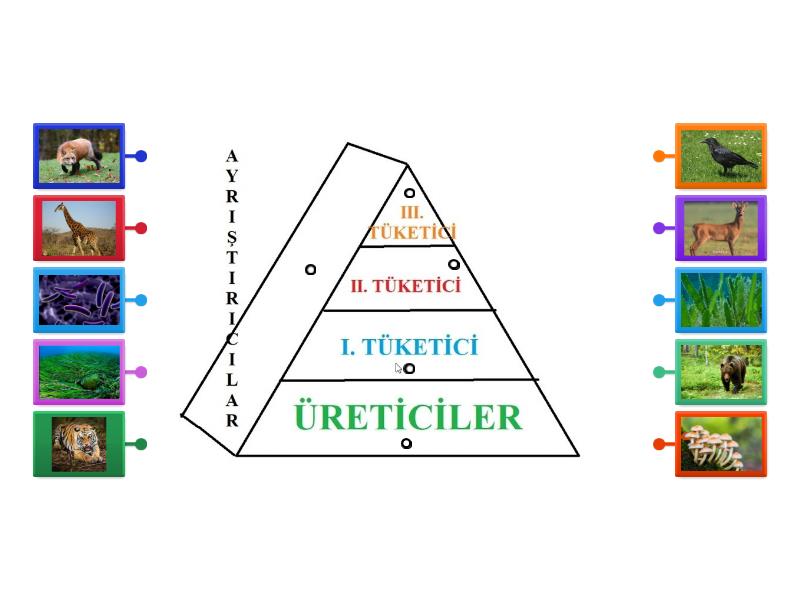 trofik düzey - Labelled diagram