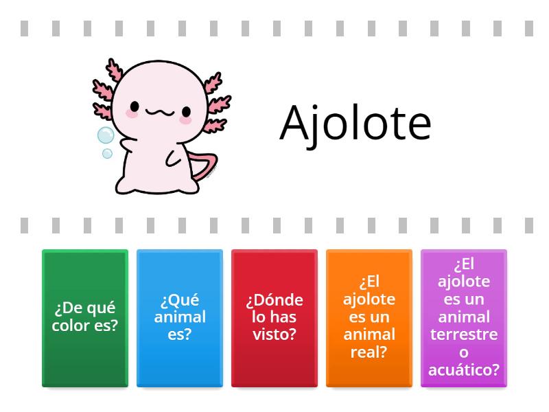 Mi amigo el ajolote - Find the match