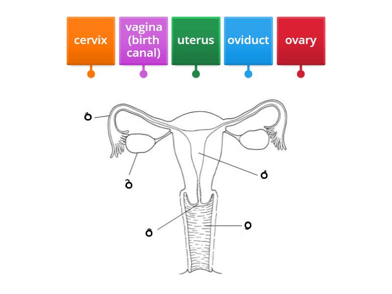 03-Female Reproductive Organ Labelling - Labelled diagram