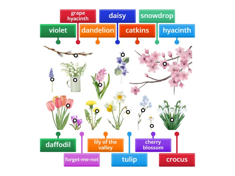 Spring flowers - Labelled diagram