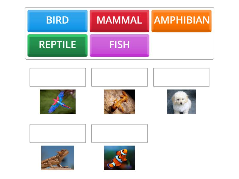 VERTEBRATE ANIMALS - Match up