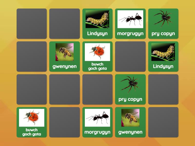 Cyfateb trychfilod - Parejas