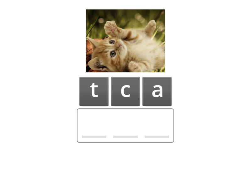 learn animals names - Anagram