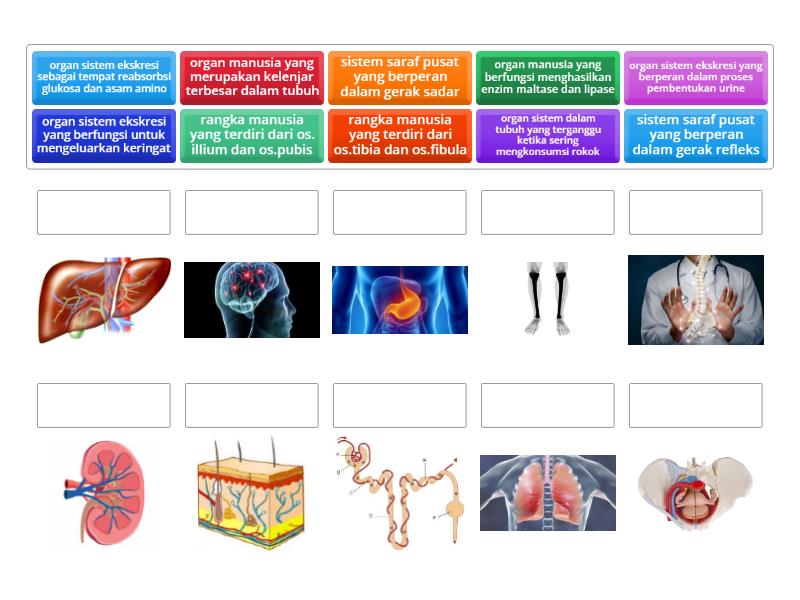 GAME SISTEM ORGAN - Match up