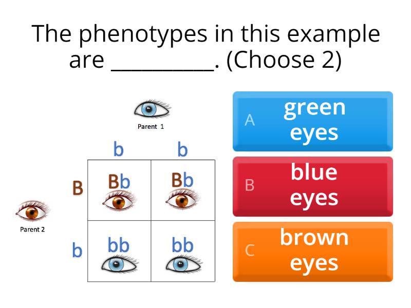 Punnett Square Practice - Quiz
