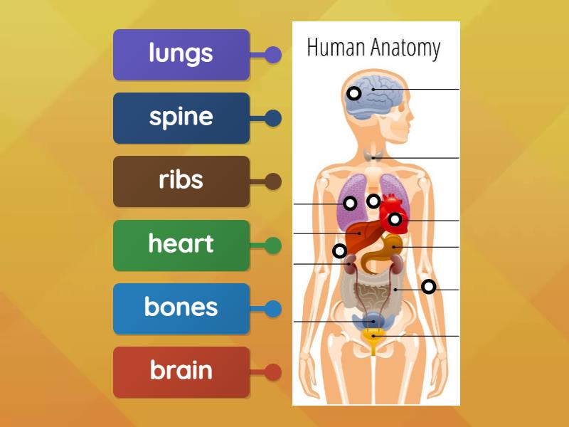 The Human Body - Labelled diagram