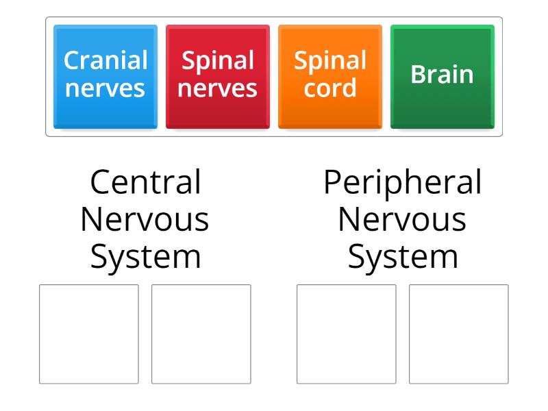 F3 Chapter 1 Central & Peripheral - Group sort